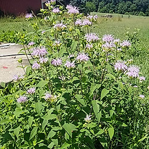 Bee Balm - Wild Bergamot Seeds - 1/4 Pound - Purple Flower Seeds, Heirloom Seed Attracts Bees, Attracts Butterflies, Attracts Hummingbirds, Attracts Pollinators, Easy to Grow & Maintain, Fragrant