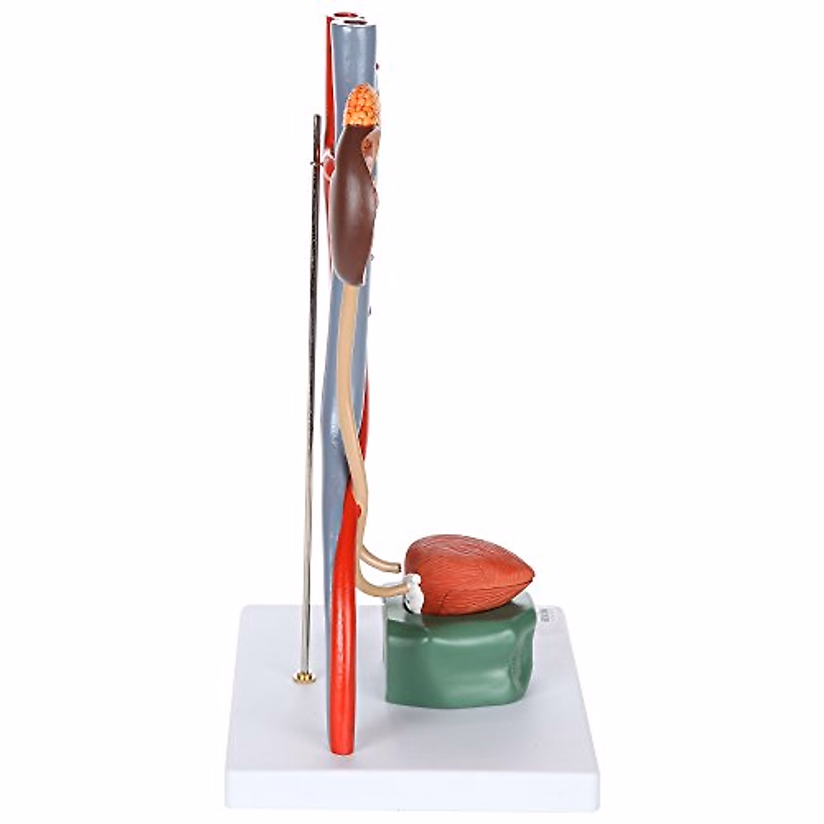 Axis Scientific Anatomy Model of Male Urinary System | Urinary System Model is 13.5 Inches Tall | Features Kidneys with Adrenal Glands, Ureters, and Bladder | Includes Product Manual