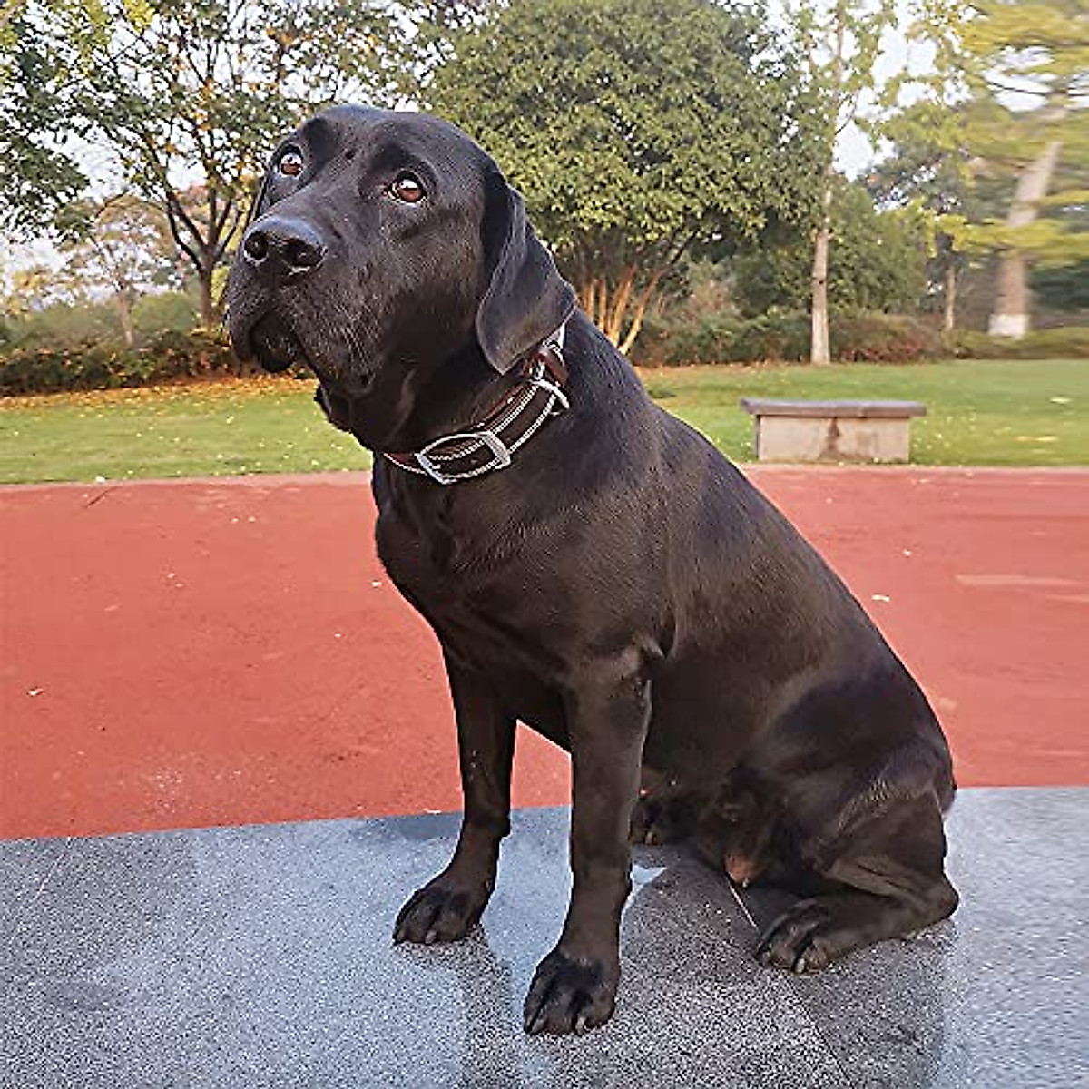 DAIHAQIKO Dog Collar，Leather Dog Collar Classic Heavy Duty Dog Collar Genuine Leather Collar, Soft and Durable for Small, Medium, Large, Extra Large Breed Dogs