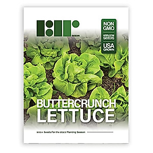 500 Buttercrunch Lettuce Seeds for Planting - Heirloom Non-GMO Vegetable Seeds for Planting - Hydroponics - Microgreens - AKA Butterhead Lettuce, Boston Lettuce, Bibb Lettuce Lactuca Sativa