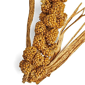 Healthy Select Spray Millet 16 oz., Pack of 24