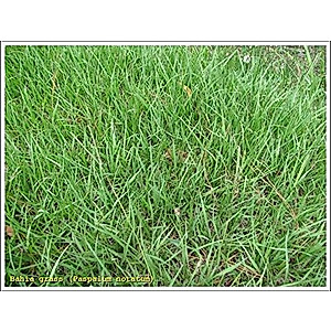 SeedRanch Pensacola Bahia Grass Seed - 50 Lbs.