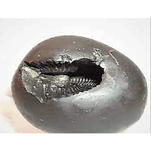 Shaligram Laxmi Narayan Saligram Vasudev Shaligram Pooja Item Diwali Item Dhanteras Vishnu Shaligram from Gandaki River Nepal (Black)