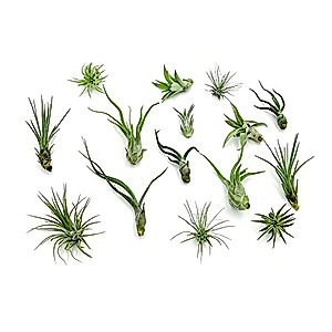 ragnaroc Live Air Plants - Tillandsia Variety, Regular 1-3" - 15ct - Live Arrival Guaranteed, House Plants for Home Decor & Gift