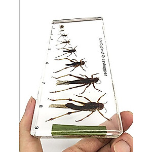 Lifecycle of a Locust（Grasshoppeer） Paperweights Specimen for Science Education Paperweight for Book for Office for Desk