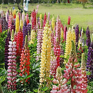 Russell Lupine Seeds, 2000+ Seeds, Flower Seeds for Planting