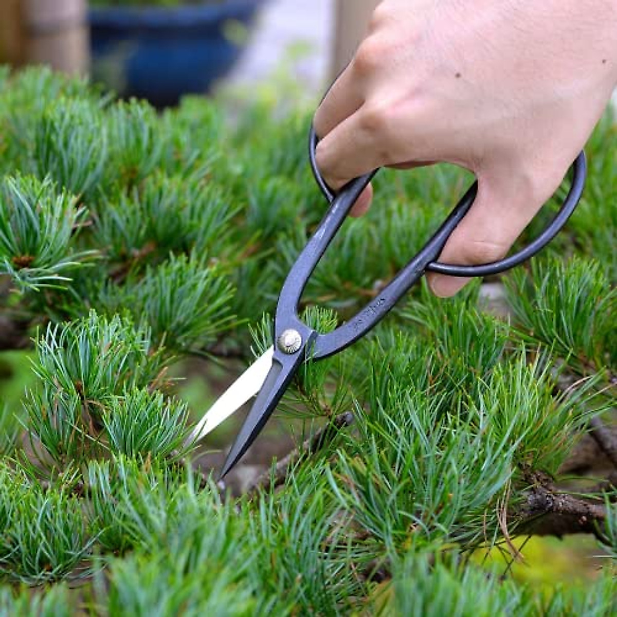 KAKURI Japanese Bonsai Tool Set 7 Pcs, Made in JAPAN, Professional Bonsai Kit (Satsuki Scissors, Long Handle Bonsai Scissors, Jin Pliers, Wire Cutter, Bonsai Tweezers, Root Hook, Broom, Bag)