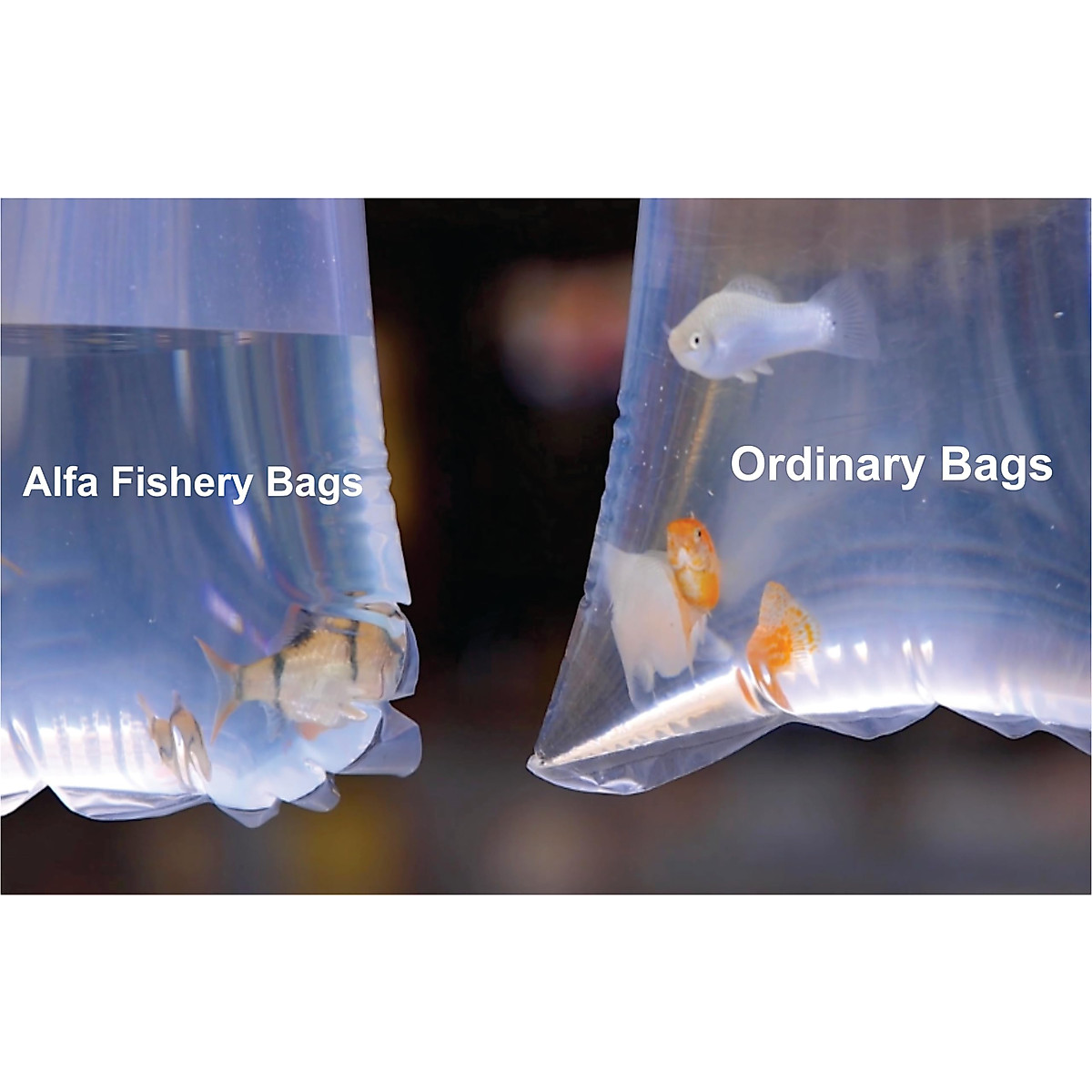 ALFA FISHERY BAGS Round Corners Bottom Leak Proof Clear Plastic Fish Bags Size 10 Inches for Marine & Tropical Fish Transport 2 mil. (10" x 24" / 100 Pack)