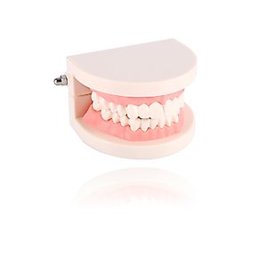 Lightweight toothbrush model for demonstration in a hospital of dental clinic teaching you while brushing your teeth
