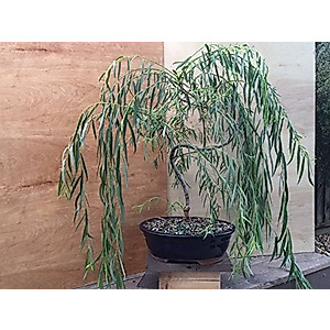 Bonsai Willow Tree Bundle - 3 Large Trunk Bonsai Tree Cuts - Get one Each Weeping, Australian, Dragon - Ready to Plant - Indoor/Outdoor Bonsai Tree's
