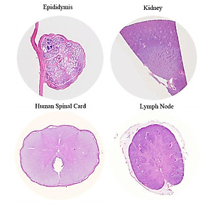 Set of 100 Microscope Prepared Typical Histology Slides for Medical Studay Education Teaching (Human Histology Slides Set (Export Standard)