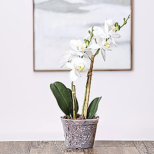 YIKUSH Orchid Pots with Holes 7 inch 10Pack Clear Orchid Pot Plastic Plant Pot Flower Pots Outdoor and Indoor Use