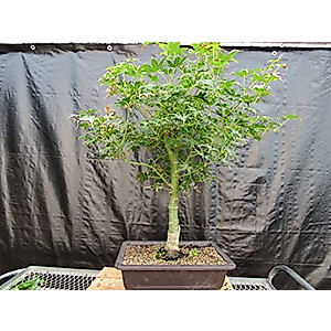 51 Year Old Golden Prosperity Japanese Maple Specimen Bonsai Tree