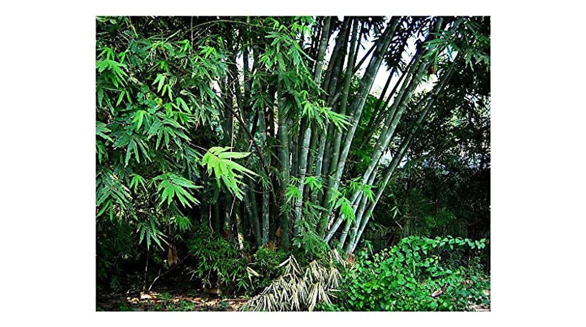 Non-Invasive Clumping Bamboo Seeds - Grow 60-Foot Tall Bamboo