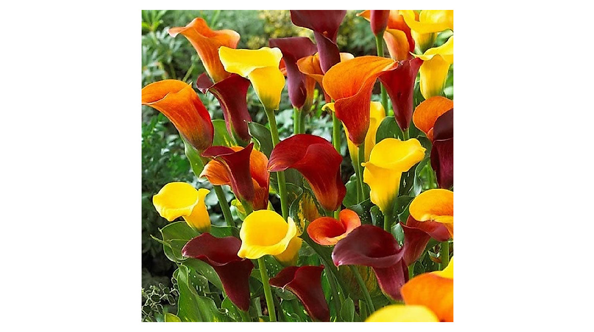 Calla Lily Bulbs - Hot Mix | Vibrant Garden Blooms in Summer