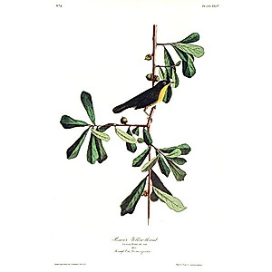 RoscoeÆs Yellow-throat. From"The Birds of America" (Amsterdam Edition)