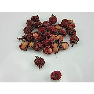 1221-Smooth Sumac Tree (Rhus glabra L.) Seeds by Robsrareandgiantseeds UPC0764425789048 Non-GMO,Organic,USA Grower,Bonsai,Fruit,Rapid-Growing,Ornamental,Wildlife,Tea,Juice,Perennial Package 20 Seeds