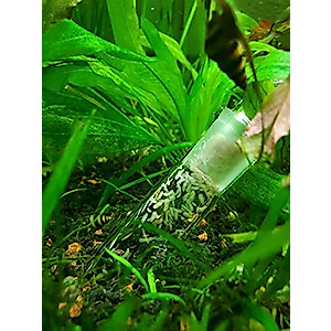 3 Holes Planaria Aquarium Trap Leeches Catcher 2 Pieces for Cherry Shrimp Crystal Red Shrimp Dwarf Shrimp Fish Tank Supplies