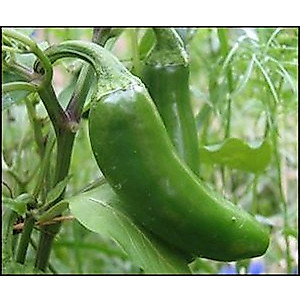 Giant Jalapeno Pepper Seeds Huge PODS Great Stuffers MILD (25 Seeds)