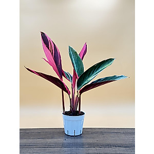 Stromanthe Triostar - Colorful Live Indoor Plant, Calathea Prayer Plant, Air Purifier & Elegant Home Decor, Ideal for Room Decor, Triostar Houseplant