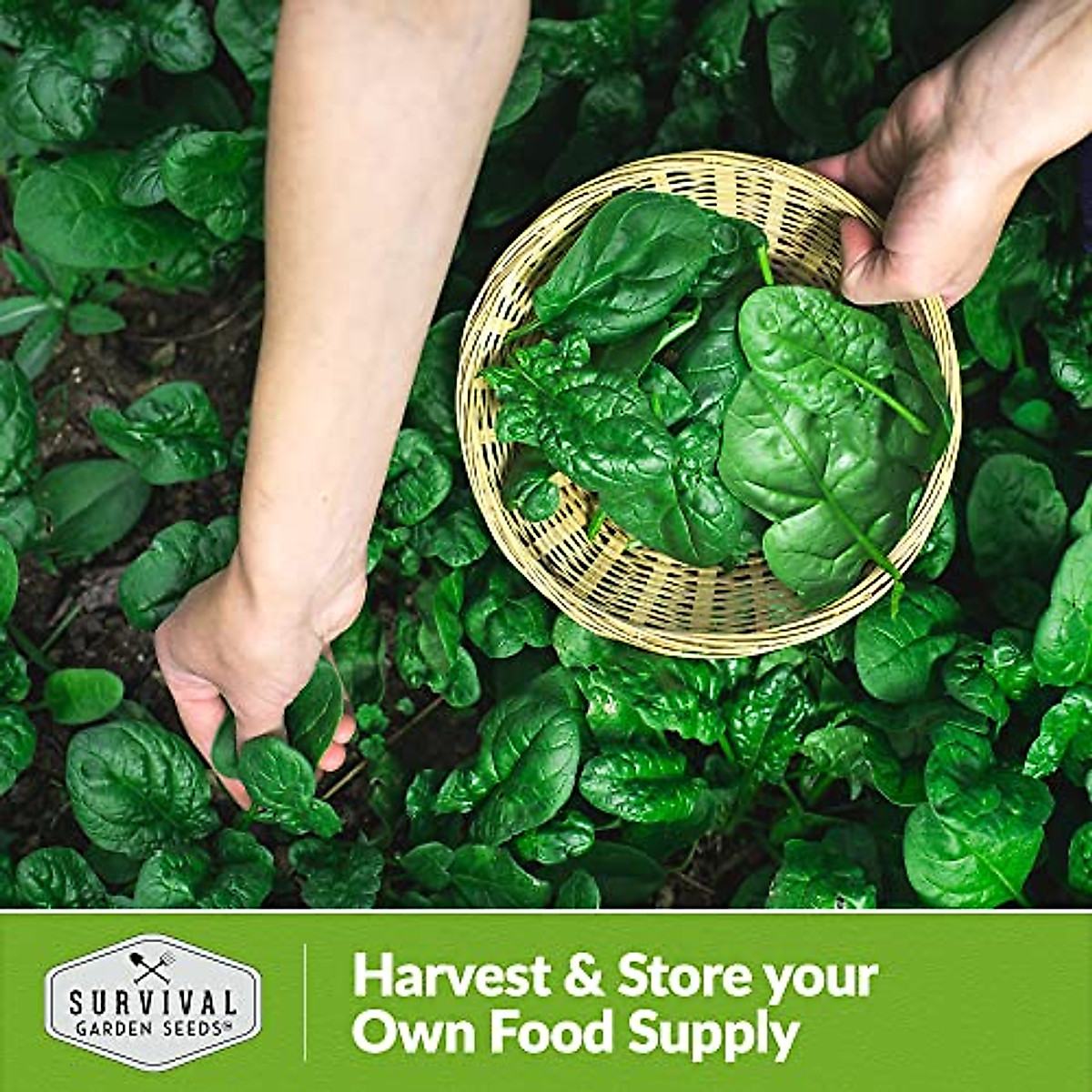 Survival Garden Seeds - Bloomsdale Spinach Seed for Planting - Packet with Instructions to Plant and Grow Delicious Spinach Greens in Your Home Vegetable Garden - Non-GMO Heirloom Variety