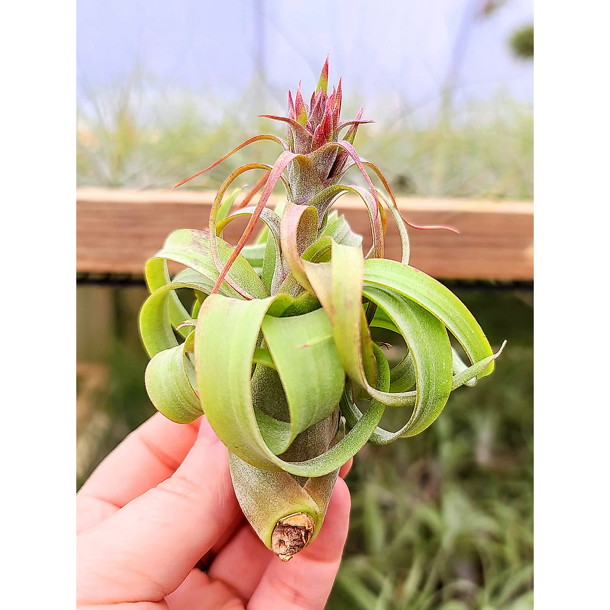 Small Air Plants - 1 Streptophylla Hybrid - 2 to 4 Inch Air Plant - Color & Form Varies by Season - 30 Day Guarantee on Tillandsia from The Drunken Gnome (1, Small 2-4")