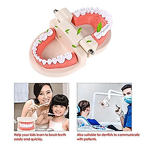 Brigedental Dentures Dental Teeth Teaching Model Adult Gums Standard Demonstration Tool for Kindergarten Brushing Teaching