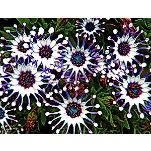 Rare 100 Pcs Seeds Purple Daisy Seeds Flower Garden Plant