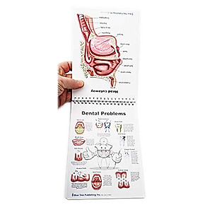 Dental Charts (Flip Chart, Stand up)