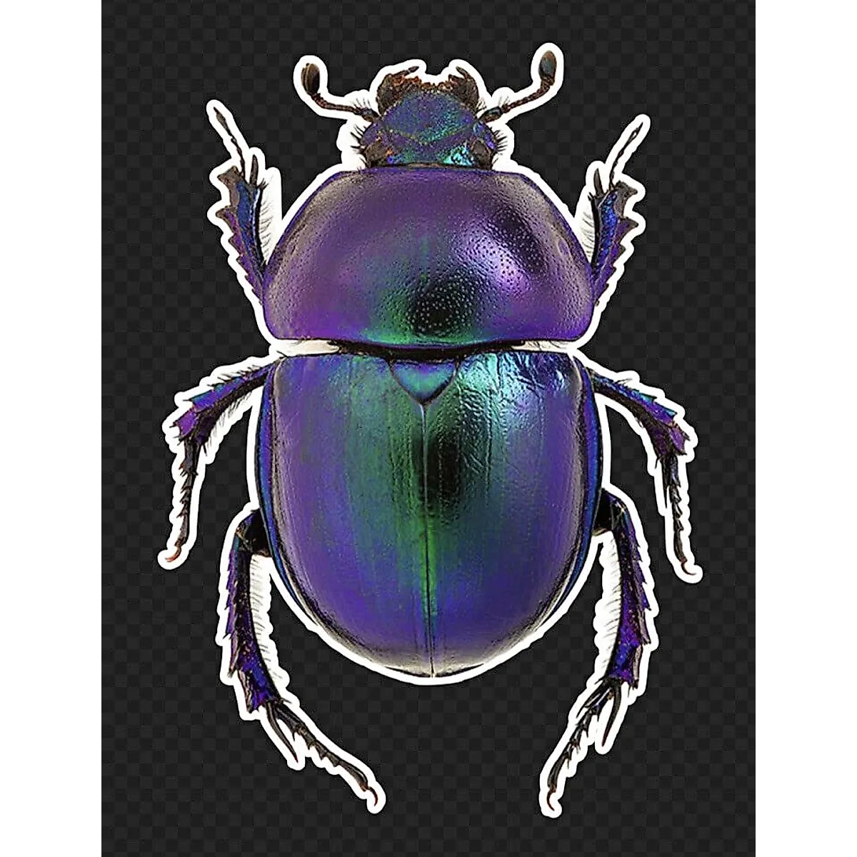 Offbeat Stickers 3'' Bug Purple Beetle Exotic Insect Spiritual Persevere Science Luck Decal for Car Bumper Truck Window Laptop