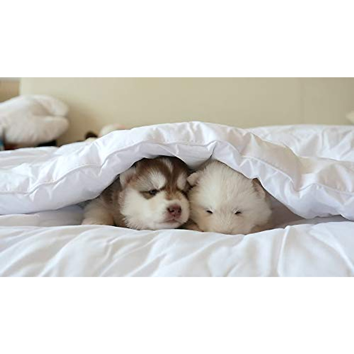 6 Piece Hotel Luxury Soft Cotton Premium Bed Sheets Set, Deep Pockets, Bedding Set Aqua Solid, Queen - 60'' x 80'' Fits Mattress Upto 26-30 inches