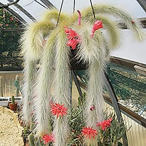 YEGAOL Garden 20Pcs Hildewintera Colademononis Seeds Soft Monkey Tail Cactus Seeds Ornamental Drought Tolerant Non-GMO Outdoor Indoor Potted Bonsai Decor Plant