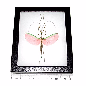 BicBugs Marmessoidea rosea Real Framed Stick Bug Pink Walking Stick Insect Specimen