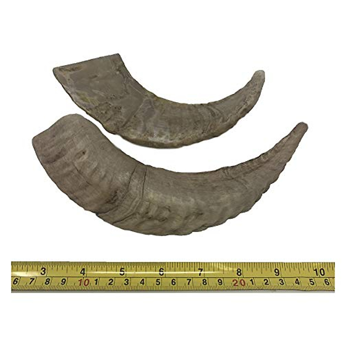 WhiteTail Naturals - Lamb Horns for Dogs (2 Pack) Long Lasting Dog Chews - Grain Free Chew Bone - Natural Sheep Horn Treat - Tough Chew Toy for Medium Breeds and Teething Puppies.