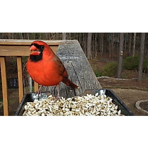 Backyard Seeds Safflower Bird Seed for Cardinals (50 Pounds)