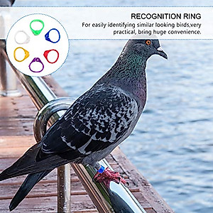 GANAZONO 200pcs 10mm Bird Ring Leg Bands Plastic Multi-Colour Pigeon Foot Bands Clip on Leg Rings for Chicks Bantam Finch Dove Lovebird Quail Small Poultry