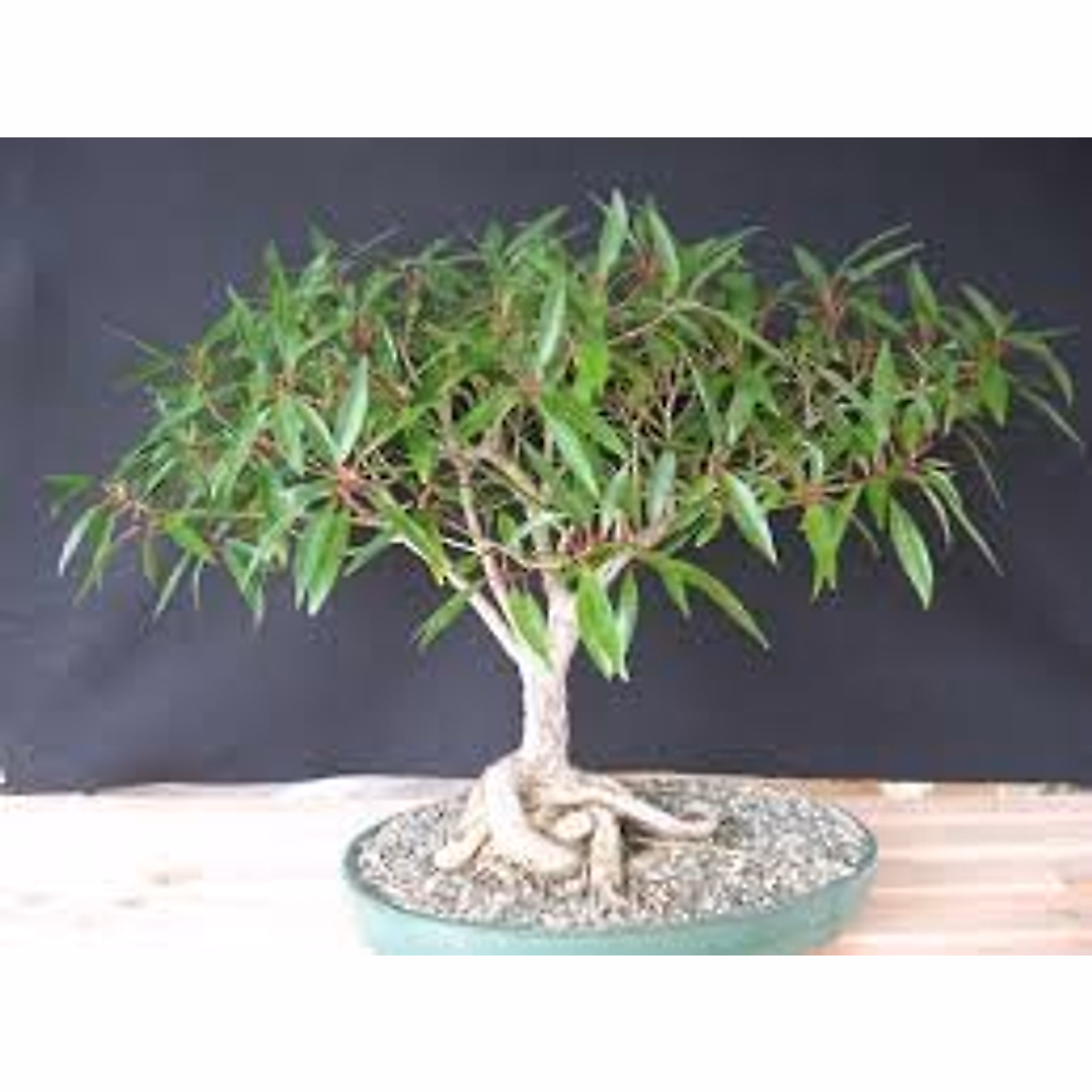 Bonsai Globe Willow Tree - Large Thick Trunk Cutting - Naturally Round & Symmetrical Canopy - Indoor Outdoor Live Bonsai Tree Plant