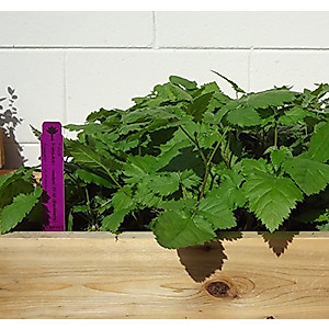 BlackBerry Plants "Prime-Ark Freedom" Price Includes Four (4) Plants