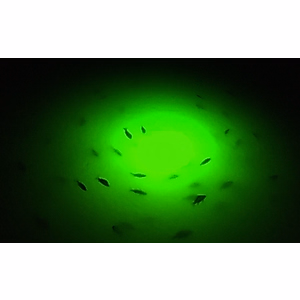 Saltwater Approved & Barnacle Burning Bulbs, Double Lamp Bright Green Underwater Fishing Light Kit, Dock & Fish Lights with 50' Cords (7,900 Lumens Each Bulb)