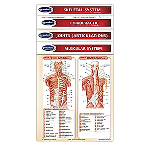 Chiropractic Medicine Guides - 4 Chart Bundle - Medical Quick Reference Guides by Permacharts