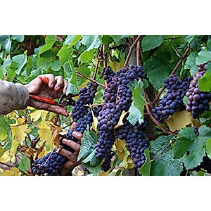 TABOR TOOLS K7A Straight Pruning Shears with Carbon Steel Blades, Florist Scissors, Multi-Tasking Garden Snips for Arranging Flowers, Trimming Plants and Harvesting Herbs, Fruits or Vegetables.