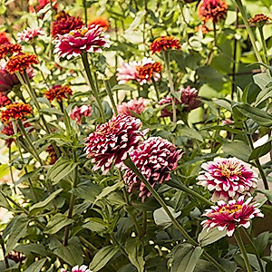Park Seed Hidden Dragon Zinnia Seeds, Pack of 50 Seeds