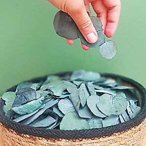 1600+ Small Preserved Real Eucalyptus Leaves, 100% Natural Bulk Eucalyptus, Biodegradable Wedding Leaves Confetti for Anniversaries, Birthday, Graduation, Bridal Showers, Baby Shower Party Decor