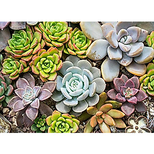 Seeds Of Strength Mixture 200+ Succulents Seeds Garden and Home Bonsai Flower Plant