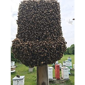 Swarm Rustler - Premium Swarm Lure - 2oz. Bottle for catching Honey Bee Swarms All Natural Swarm Lure