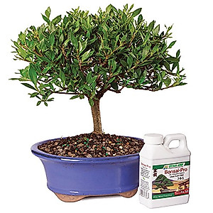 Brussel's Live Gardenia Outdoor Bonsai Tree - 5 Years Old; 8" to 10" Tall with Decorative Container & Bonsai Pro Fertilizer