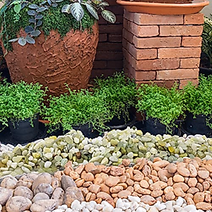 YISZM 2 LB Succulent and Cactus Jade Pebbles, 3/8 Inch Natural Decorative Polished Stones, River Rocks for for Indoor Plants, Vases, Planters and Outdoor Gardening