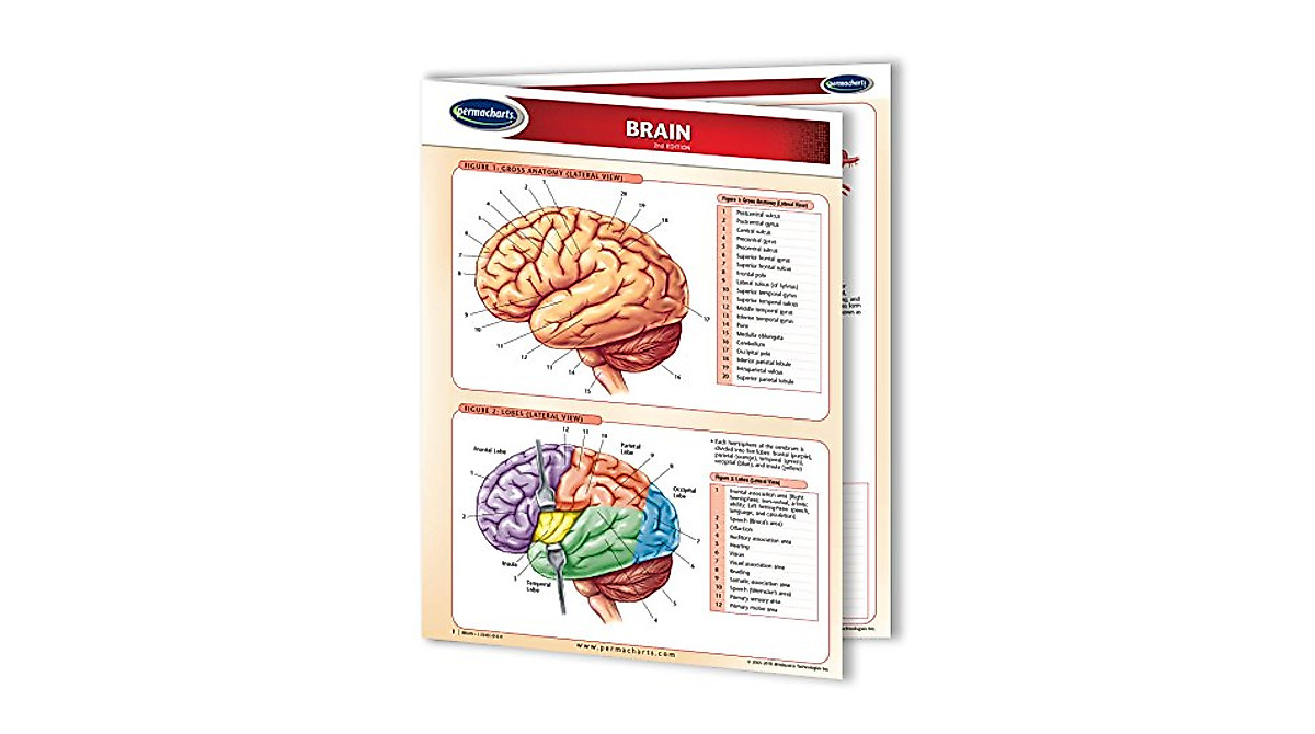 Permacharts Human Brain Chart - Laminated Medical Reference Guide