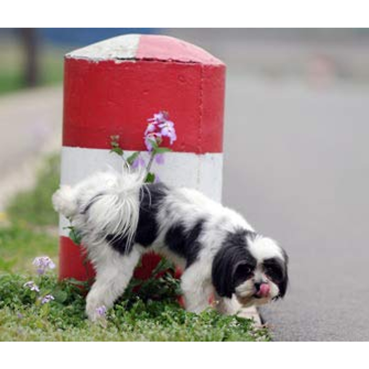 Bladder Support for Dogs - Dogs Urinary Tract Support - Maintain Health Function - CHEWABLE - uva Ursi for Dogs - - dog supplements & vitamins - dog vitamins and multivitamins - 90 Treats (1 Bottle)