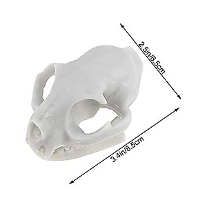 WINOMO Resin Fortune Cat Skull Skeleton Model